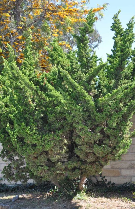 Kaizuka: Como Plantar, Como Cuidar e Fotos de Paisagismo