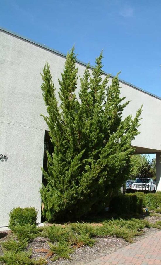 Kaizuka: Como Plantar, Como Cuidar e Fotos de Paisagismo