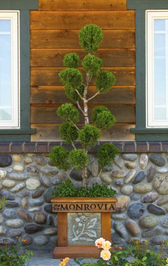 Kaizuka: Como Plantar, Como Cuidar e Fotos de Paisagismo