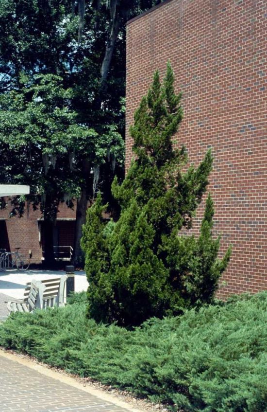 Kaizuka: Como Plantar, Como Cuidar e Fotos de Paisagismo