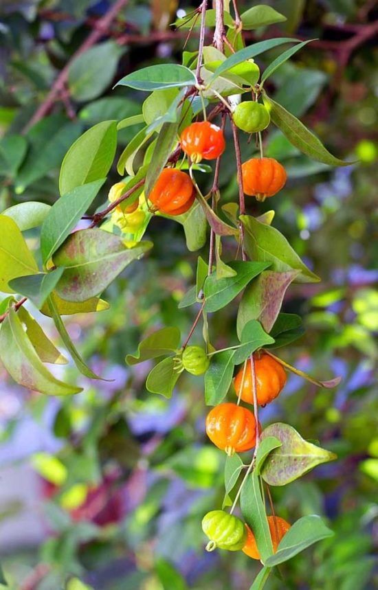 Árvores Frutíferas: Espécies, Cuidados, Dicas e Exemplos com Fotos