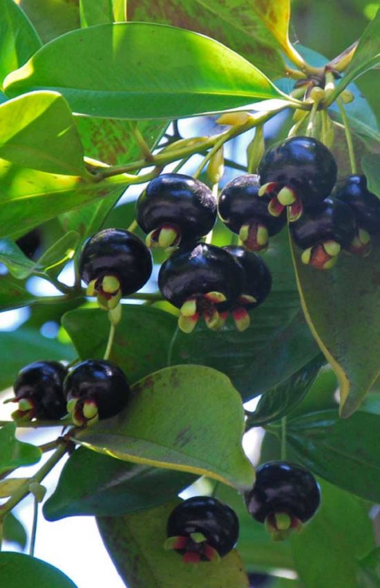 Árvores Frutíferas: Espécies, Cuidados, Dicas e Exemplos com Fotos
