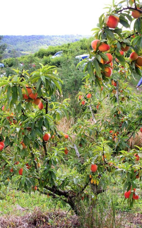 Árvores Frutíferas: Espécies, Cuidados, Dicas e Exemplos com Fotos