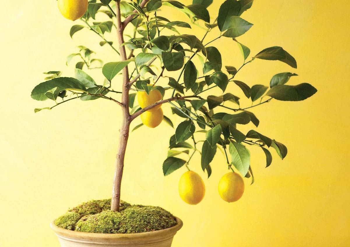 Árvores Frutíferas: Espécies, Cuidados, Dicas e Exemplos com Fotos