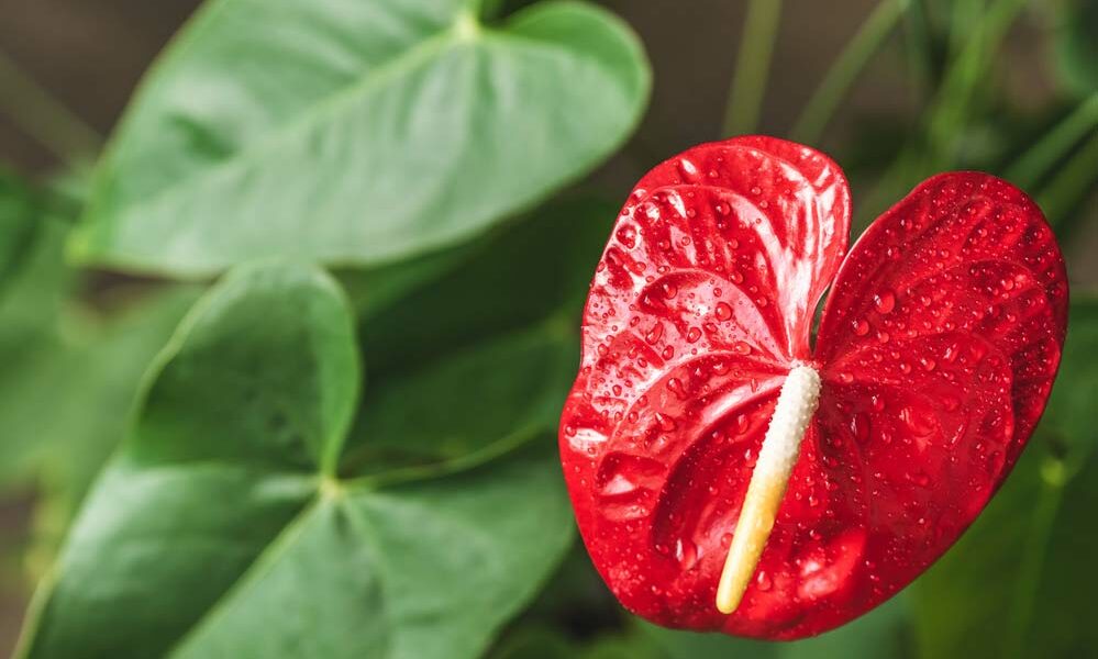 Antúrio: Como Cuidar, Características, Dicas e Curiosidades