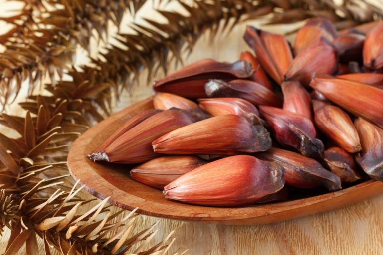 Como Cozinhar Pinhão: Veja As Principais Formas e Como Descascar