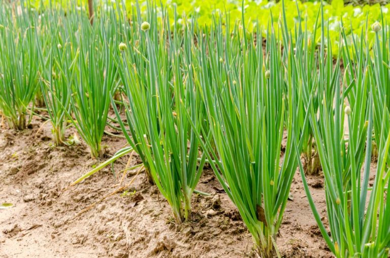 Como Plantar Cebolinha: Passo a Passo, Cuidados e Truques