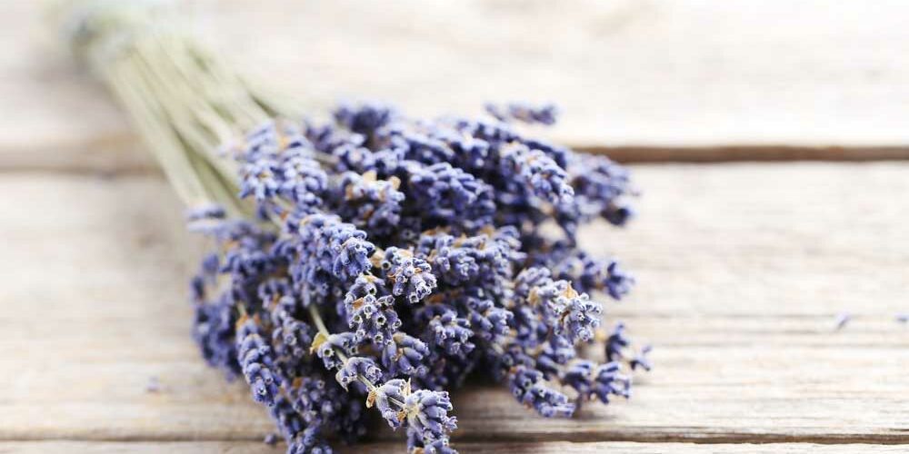 Como Plantar Lavanda: Benefícios, Como Cuidar e Dicas Essenciais