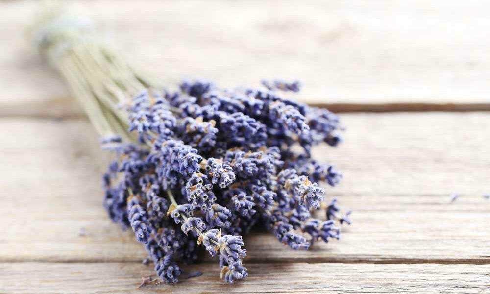 Como Plantar Lavanda: Benefícios, Como Cuidar e Dicas Essenciais