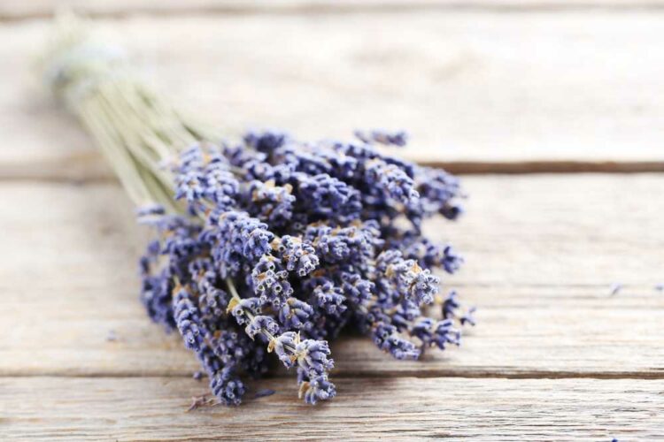 Como Plantar Lavanda: Benefícios, Cuidados e Dicas Valiosas