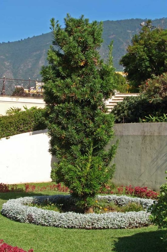 Podocarpo: Como Cuidar, Como Plantar e Dicas de Paisagismo