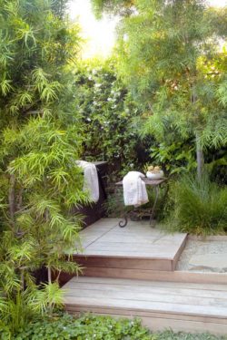 Podocarpo: Como Cuidar, Como Plantar e Dicas de Paisagismo