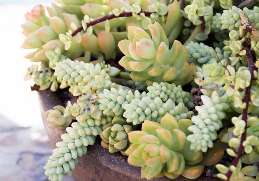 Tipos de Plantas: Espécies Ornamentas, Cultivo e Cuidados Essenciais