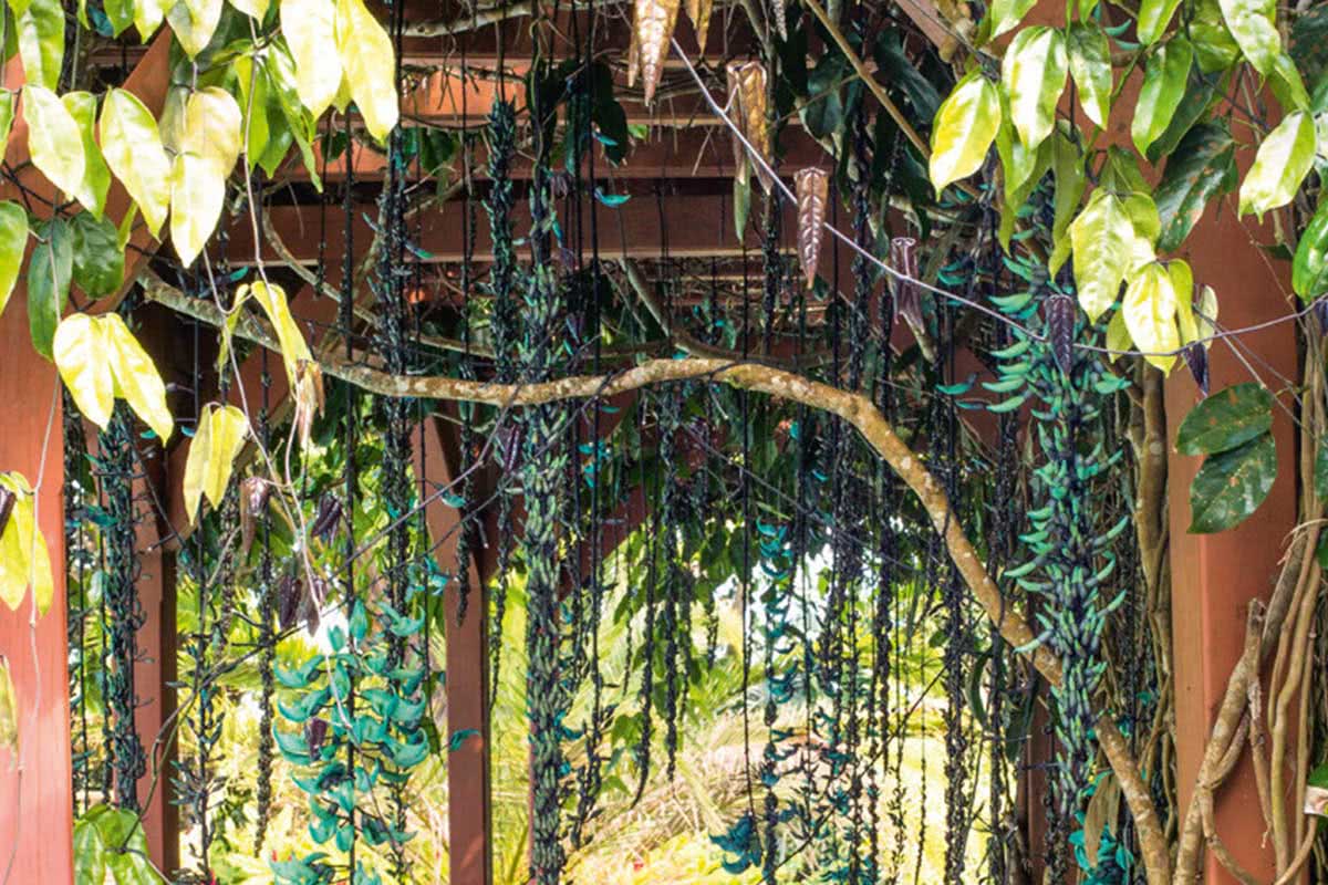 Trepadeira Jade: Características, Curiosidades e Fotos da Planta