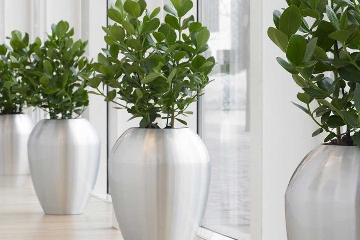 Clúsia: Características, Como Plantar, Cuidar e Fotos para se Inspirar