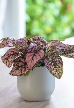 Fitônia: Características, Como Cuidar, Dicas e Fotos