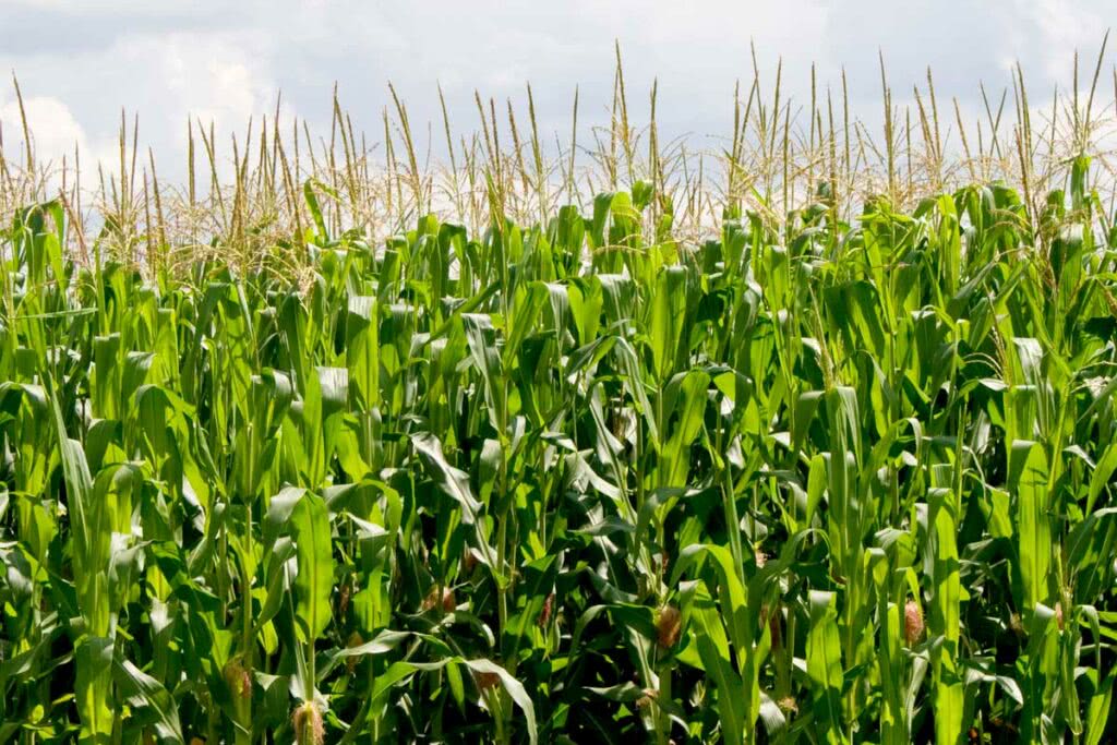 Como Plantar Milho: Conheça 6 Diferentes Formas para você Cultivar