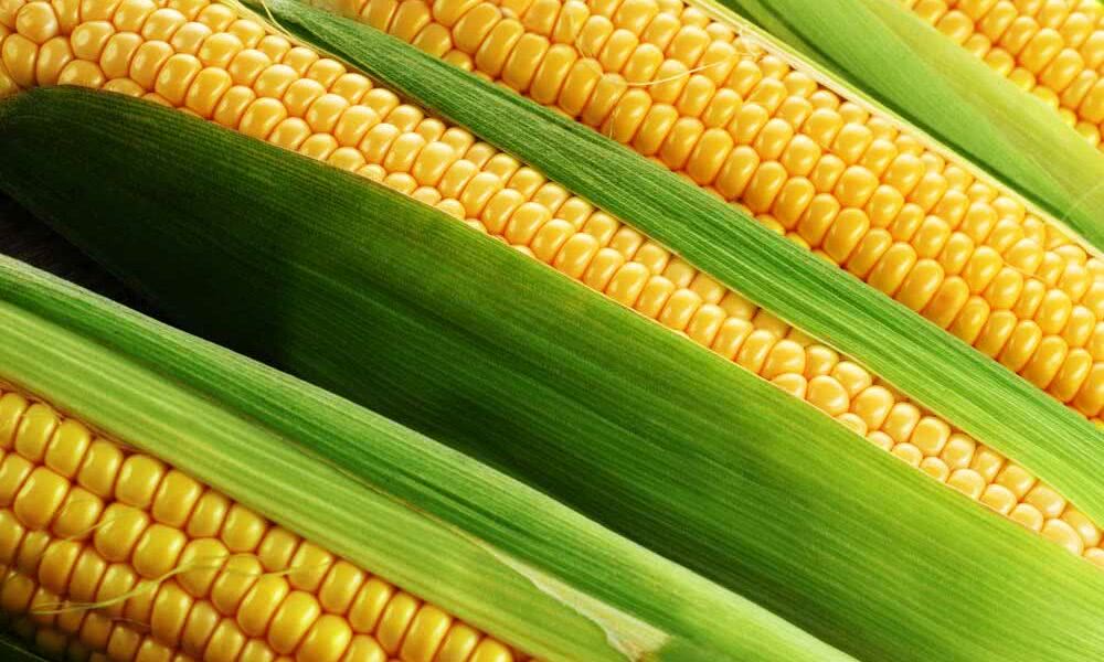 Como Plantar Milho: Conheça 6 Diferentes Formas para você Cultivar