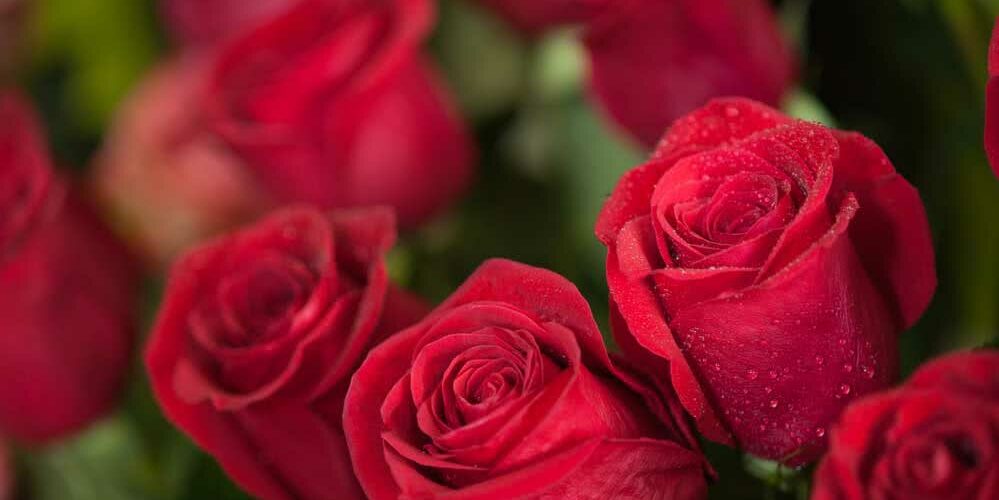 Como Plantar Rosas: Passo a Passo e Dicas Essenciais para Seguir