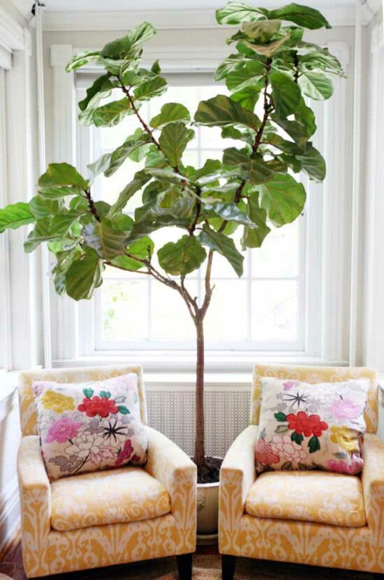 Ficus Lyrata: Características, Como Cuidar, Dicas e Fotos para se Inspirar