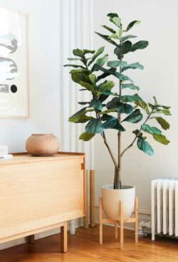 Ficus Lyrata: Características, Como Cuidar, Dicas e Fotos para se Inspirar