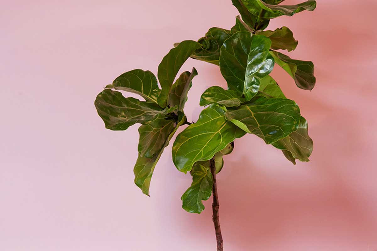 Ficus Lyrata: Características, Como Cuidar, Dicas e Fotos para se Inspirar