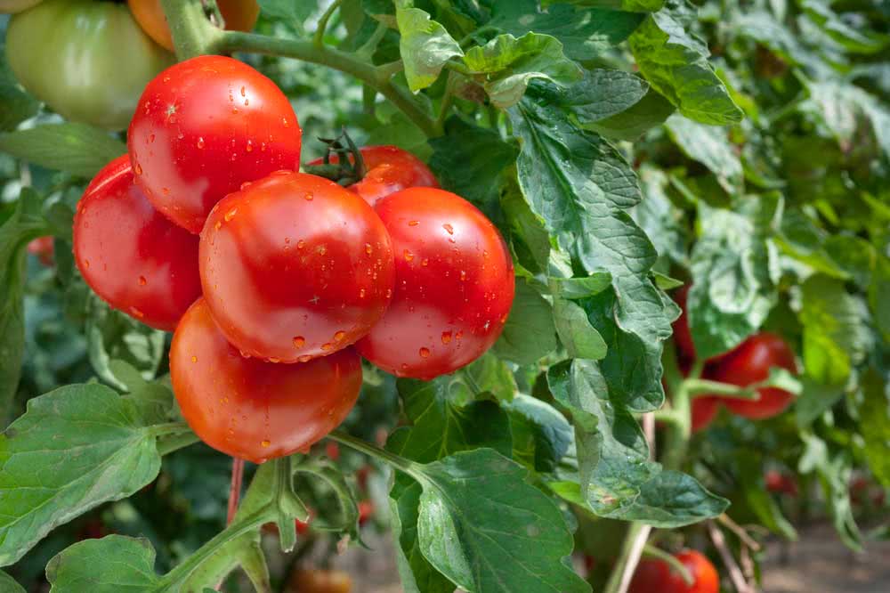 Como Plantar Tomate: Veja o Passo a Passo e Materiais Necessários