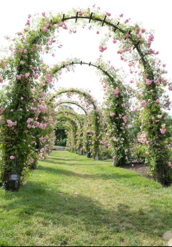 Rosa Trepadeira: Como Cuidar, Dicas e Fotos para Você se Inspirar