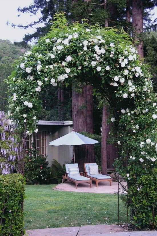 Rosa Trepadeira: Como Cuidar, Dicas e Fotos para Você se Inspirar