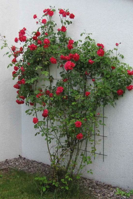 Rosa Trepadeira: Como Cuidar, Dicas e Fotos para Você se Inspirar