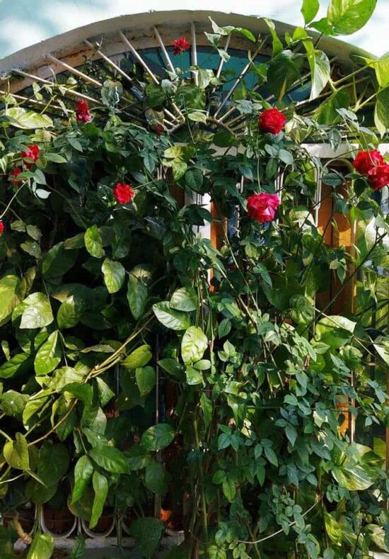 Rosa Trepadeira: Como Cuidar, Dicas e Fotos para Você se Inspirar