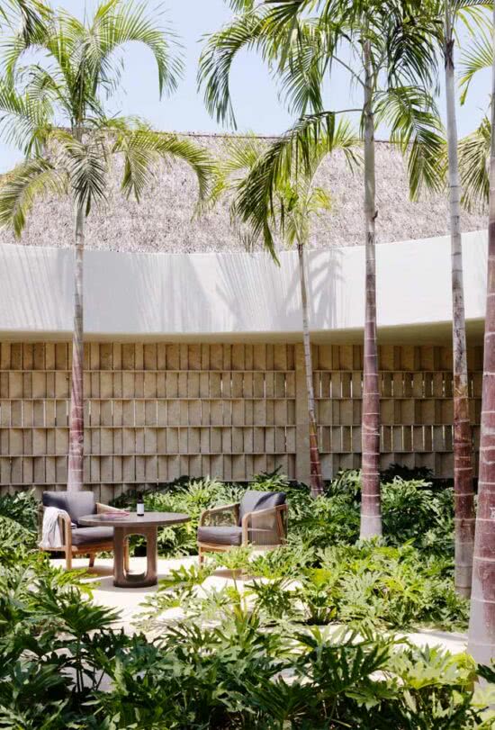 Coqueiro de Jardim: Tipos, Como Plantar, Dicas e Fotos para se Inspirar