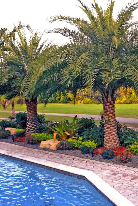 Coqueiro de Jardim: Tipos, Como Plantar, Dicas e Fotos para se Inspirar