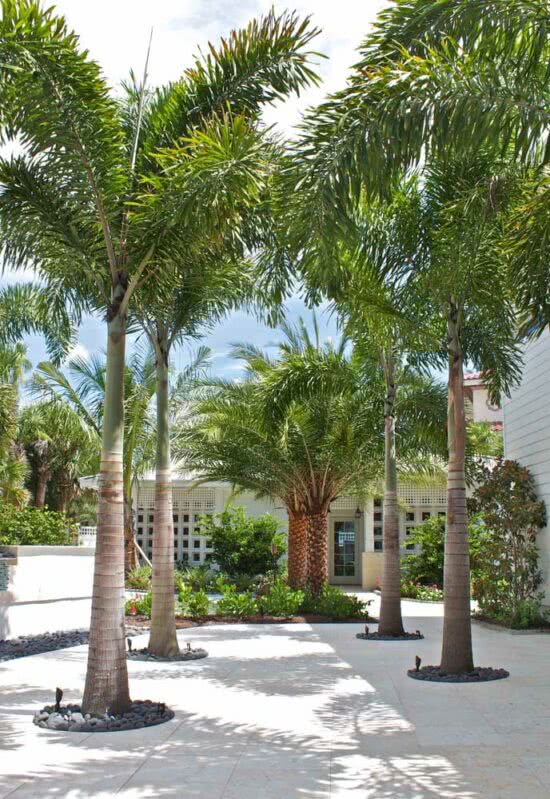 Coqueiro de Jardim: Tipos, Como Plantar, Dicas e Fotos para se Inspirar