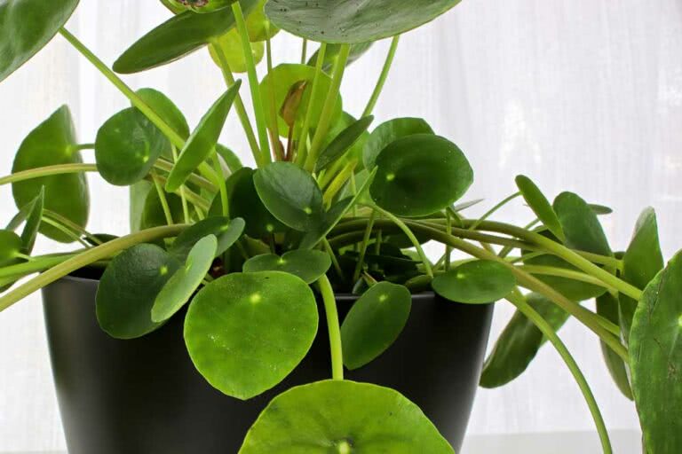 Pilea: Características, Como cuidar e Fotos de Decoração