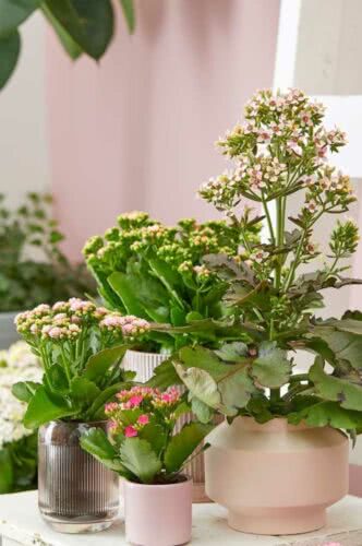 Flor da Fortuna: Características, Como fazer muda e Fotos para se inspirar