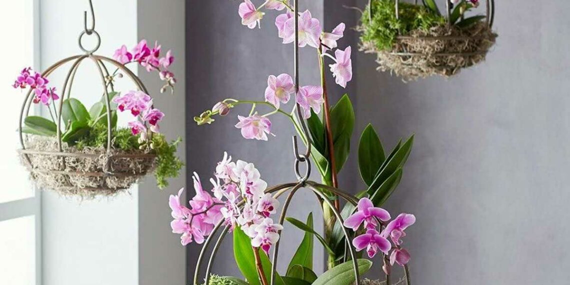 Mini Orquídea: Curiosidades, Como cuidar e Dicas com Fotos lindas