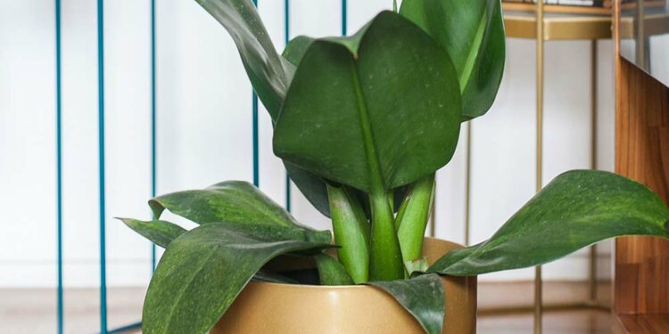 Pacová: Como Plantar, Como Cuidar e 50 Fotos de Decoração