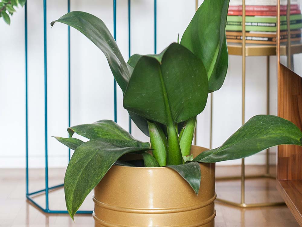 Pacová: Como Plantar, Como Cuidar e 50 Fotos de Decoração