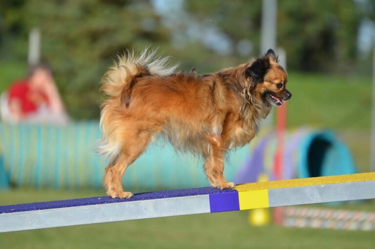 Pet Place: Vantagens e Dicas de Boa Convivência no Condomínio