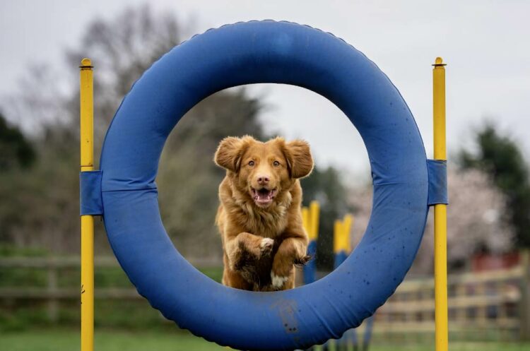 Pet Place: Vantagens e Dicas de Boa Convivência no Condomínio