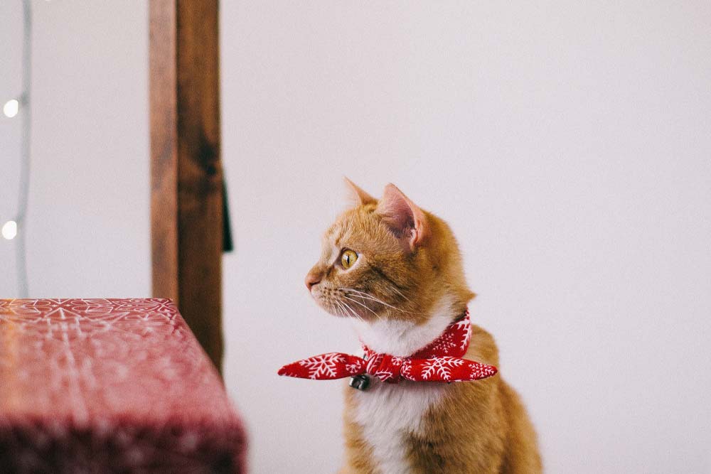 Gato em Apartamento: Veja Dicas para Criar e Cuidar do Seu