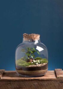 Terrário Fechado: Como Cuidar, Dicas e 50 Ideias Criativas