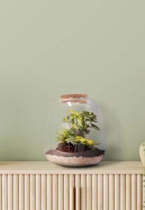 Terrário Fechado: Como Cuidar, Dicas e 50 Ideias Criativas