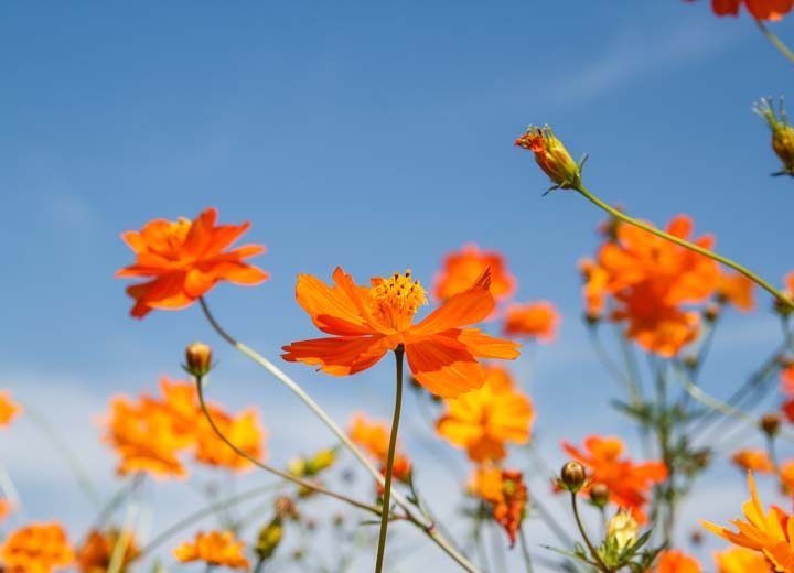 Flores que Gostam de Sol: Veja as Principais Espécies