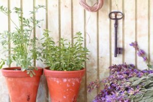 Como Cuidar de Arruda: Características, Plantio e Dicas Expert