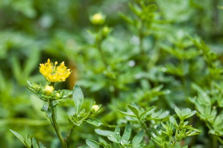 Como Cuidar de Arruda: Características, Plantio e Dicas Expert