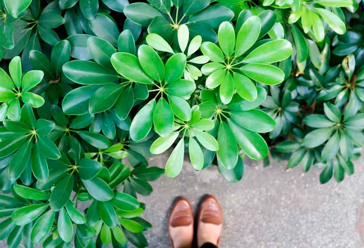 Cheflera: Cuidados, Tipos e Como Usar na Decoração