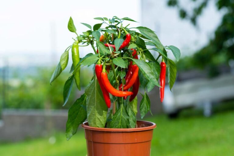 Como Plantar Pimenta: Passo a Passo e Dicas de Especialistas