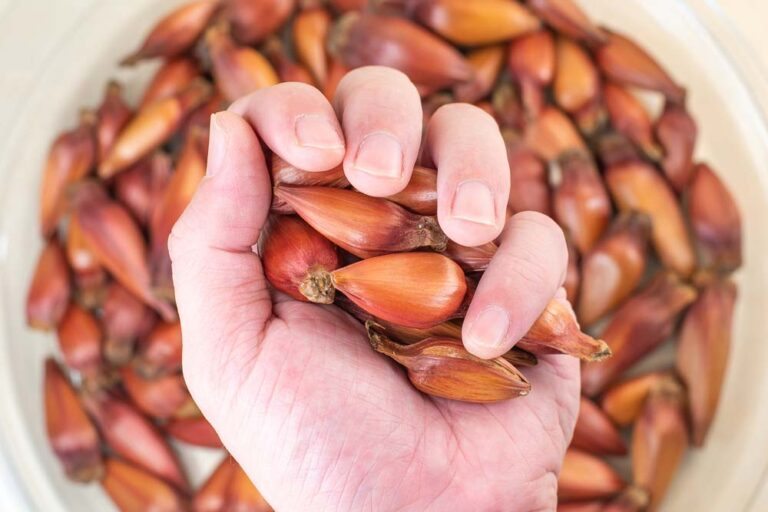 Como Cozinhar Pinhão: Guia Completo com Técnicas Profissionais